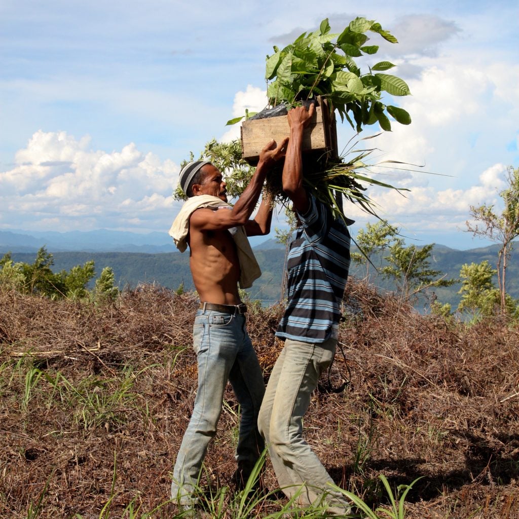 Food Forest West Sumatra - Gula Gula
