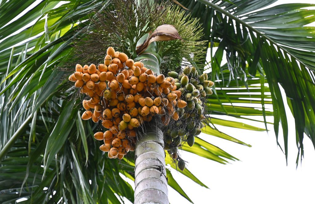 Food Forest West Sumatra - Gula Gula