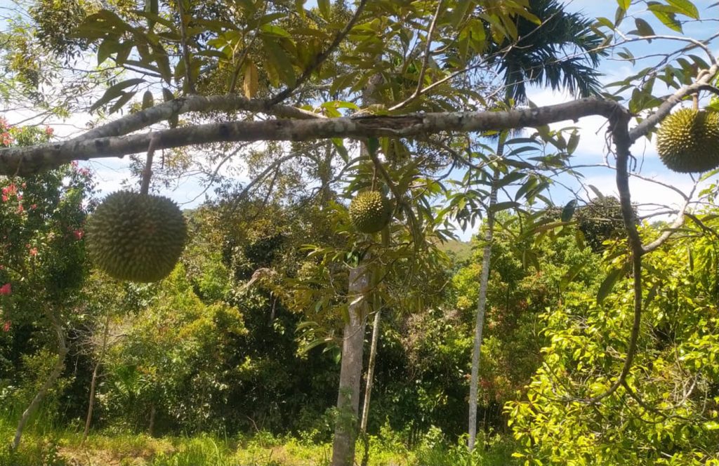 3X IMPACT - Gula Gula