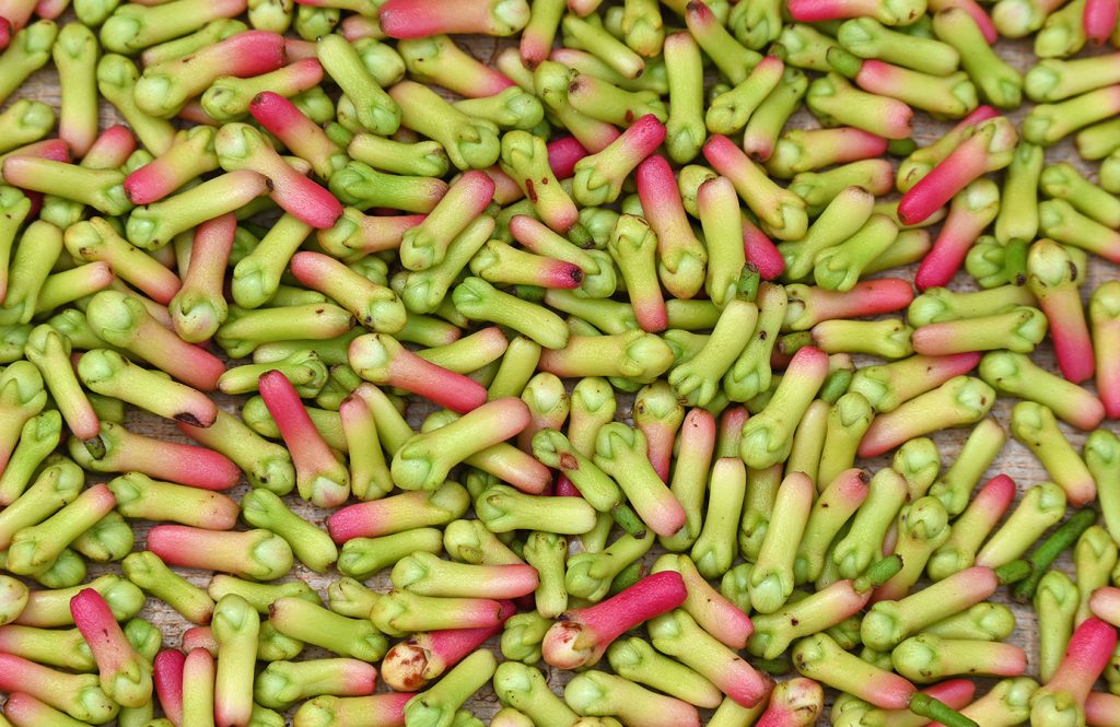 Food Forest West Sumatra - Gula Gula