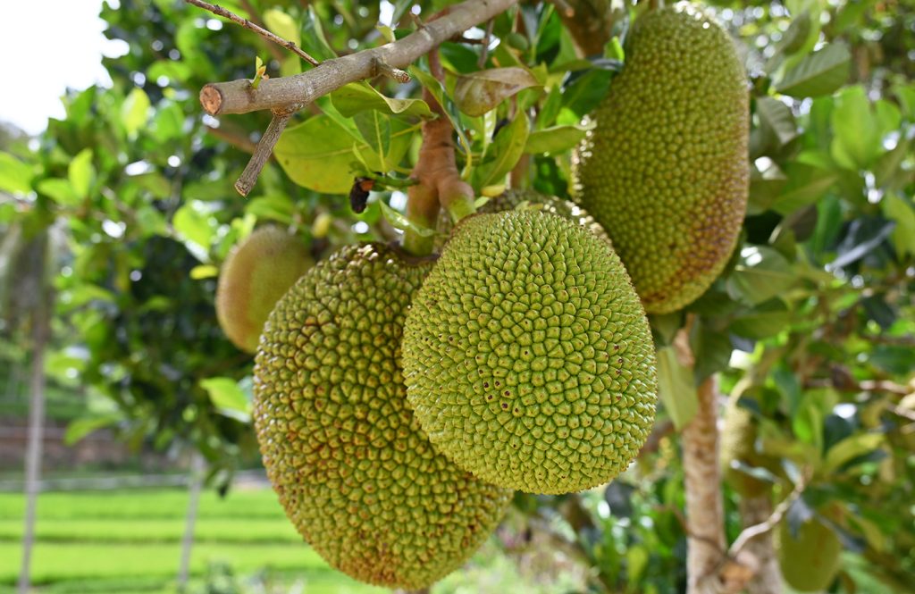 Food Forest West Sumatra - Gula Gula